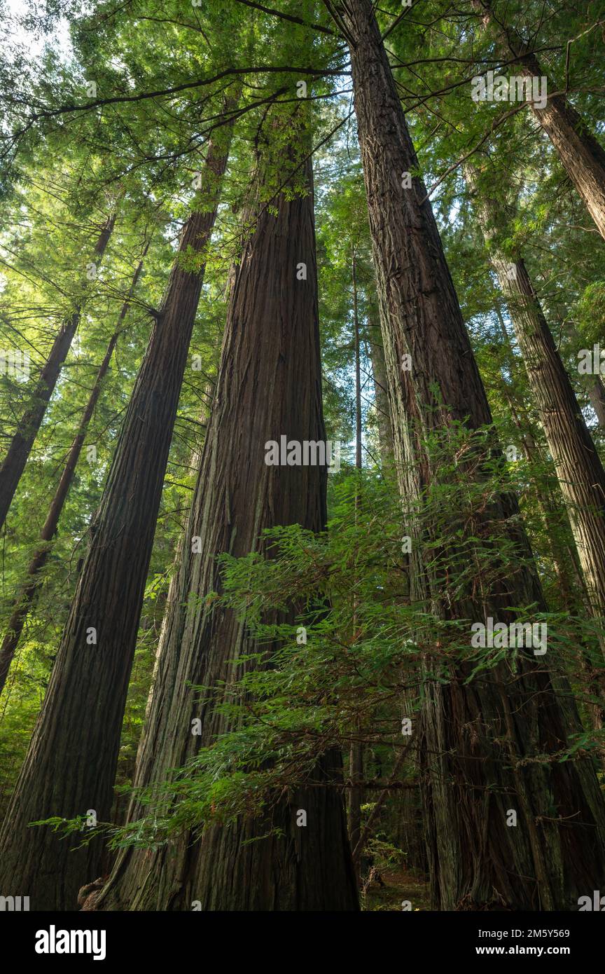 Giant redwood trees in a Humboldt forest, California Stock Photo - Alamy