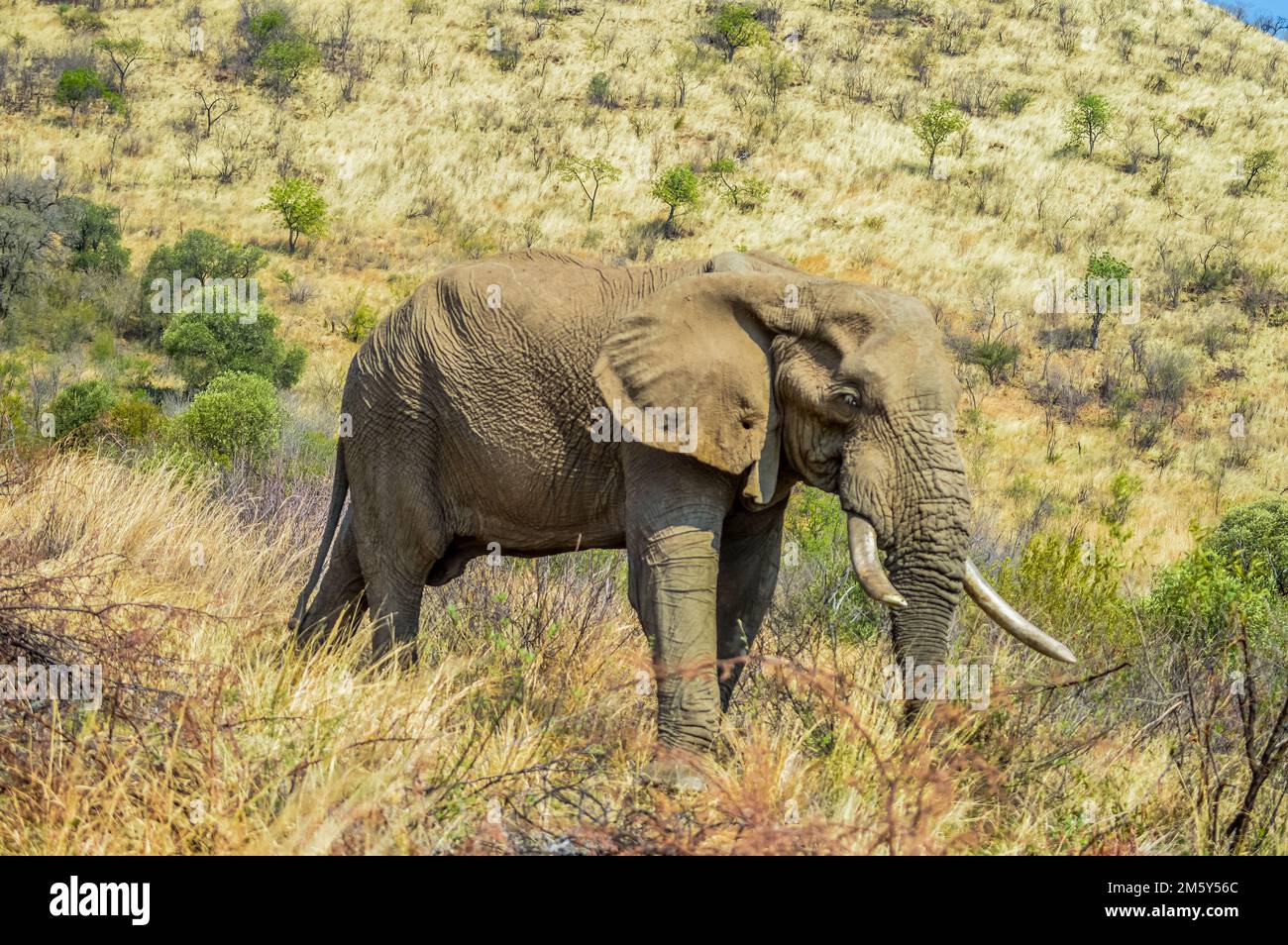 A lone male bull musth elephant showing aggressive behavior in a nature ...