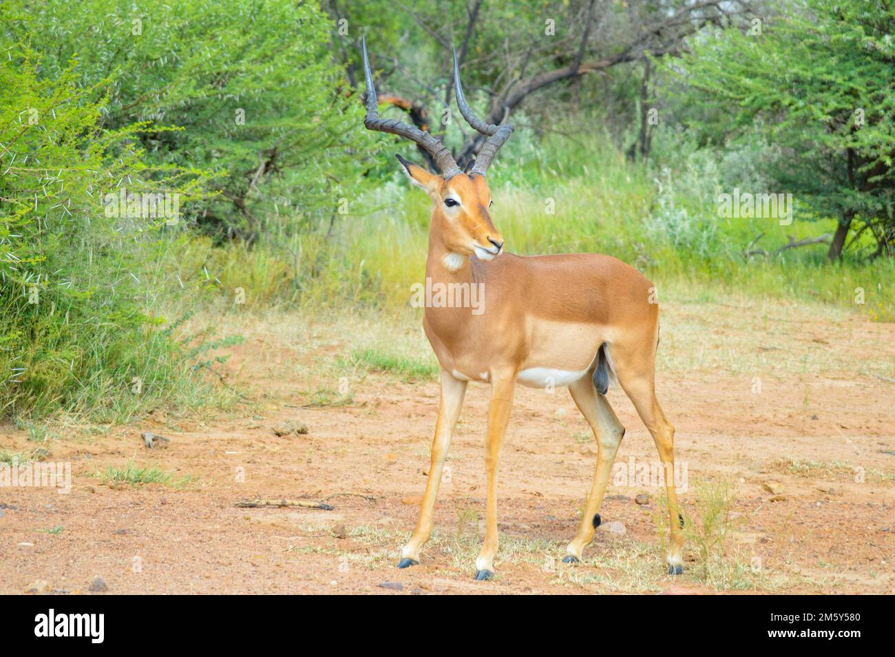 Impala antelope in South African nature reserve Stock Photo - Alamy