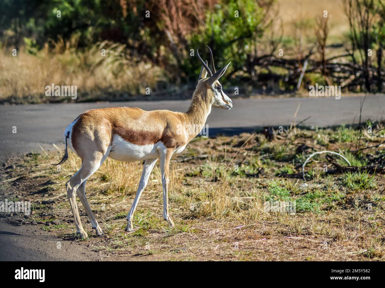 Springbok antelope ( Antidorcas marsupialis ) is national animal of ...