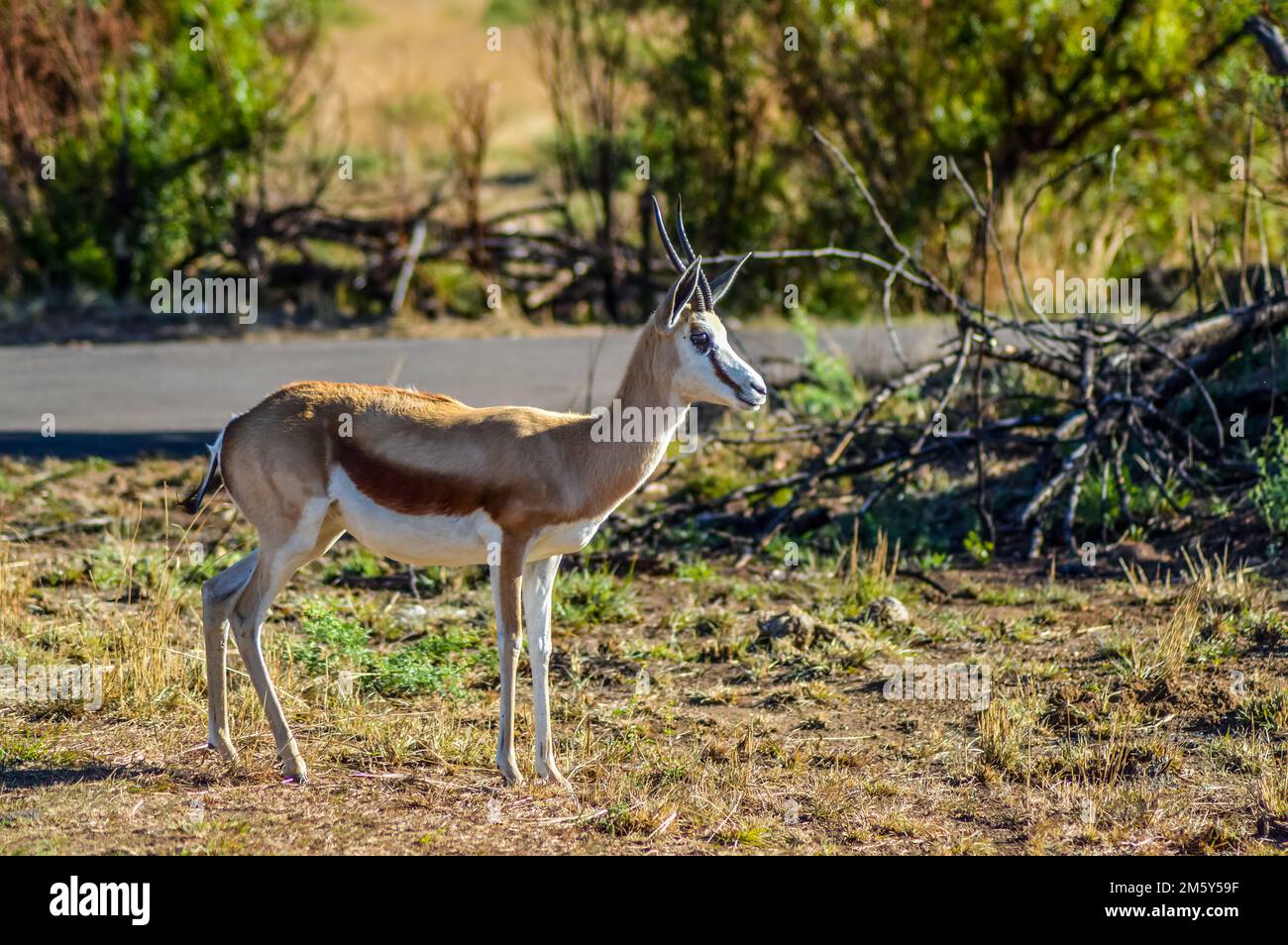 Springbok antelope ( Antidorcas marsupialis ) is national animal of ...