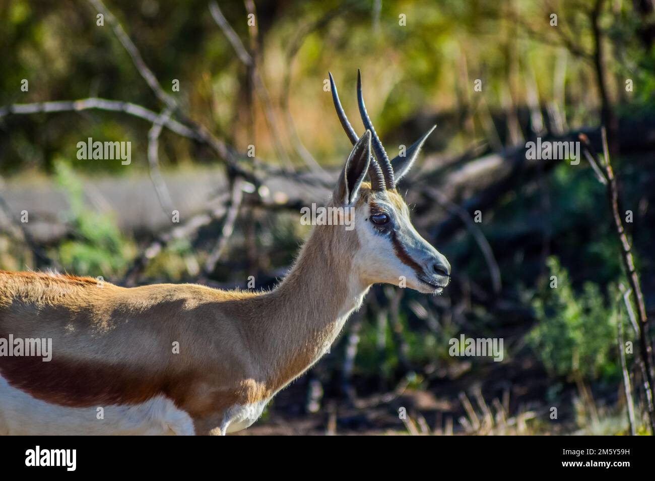 Springbok antelope ( Antidorcas marsupialis ) is national animal of ...