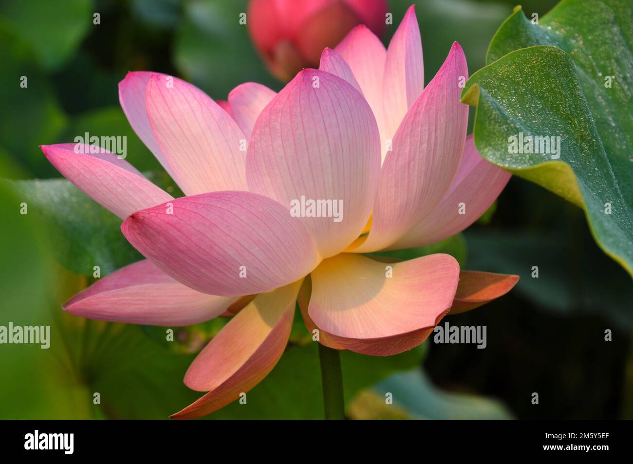 Blossoming lotus flowers Stock Photo - Alamy