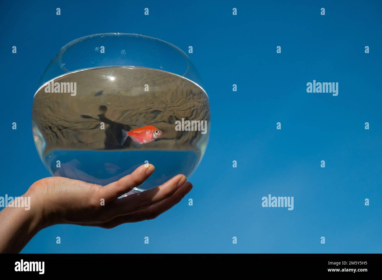 Woman holding round aquarium with goldfish on blue sky background Stock ...