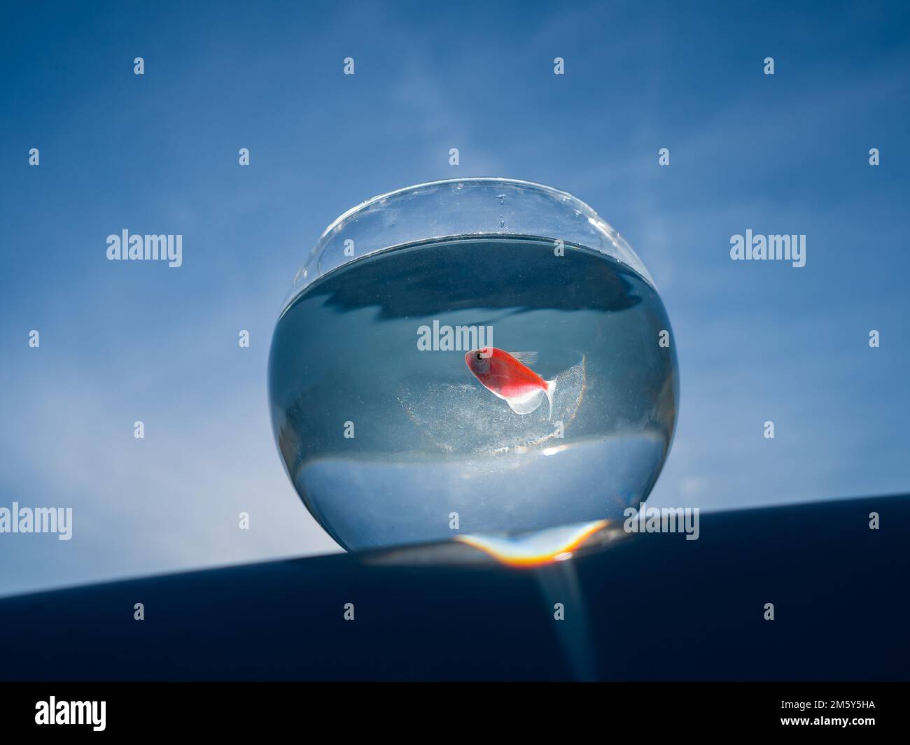 Orange fish swims alone in hi-res stock photography and images - Alamy
