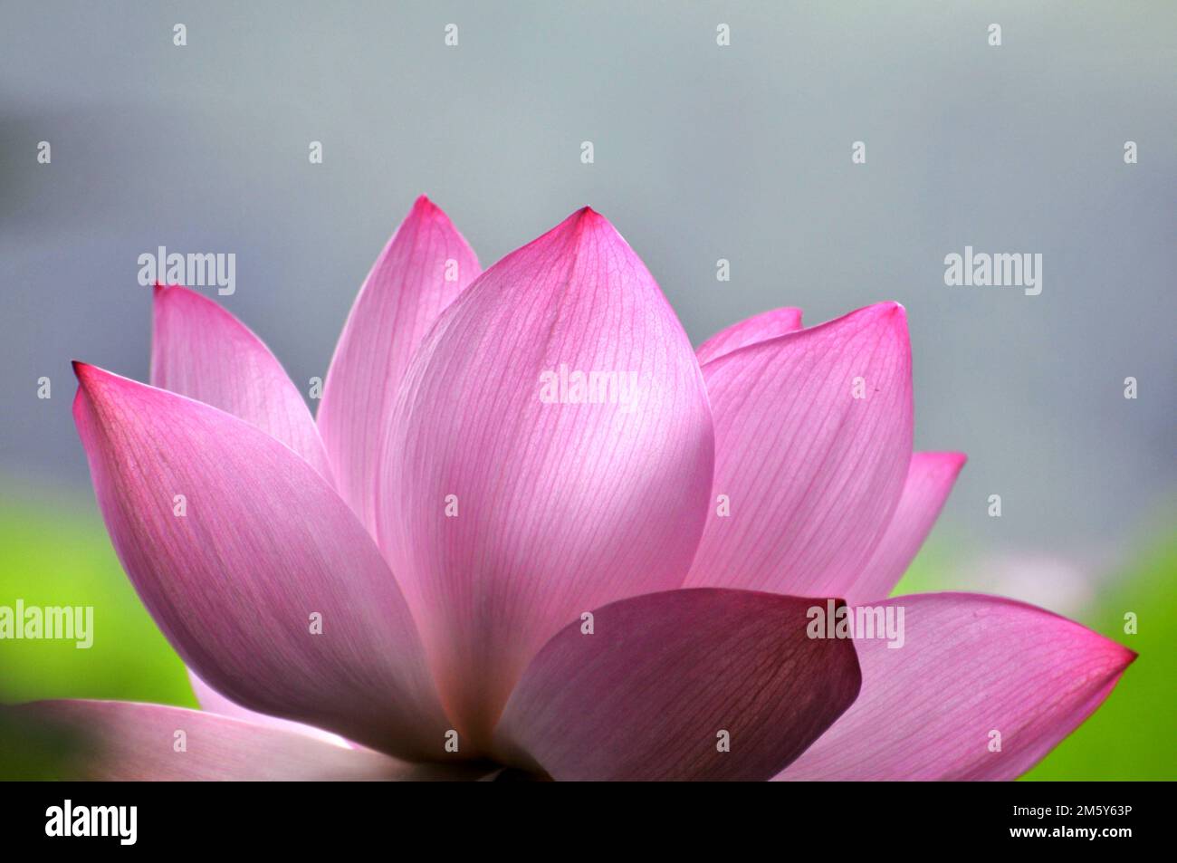 Blossoming lotus flowers Stock Photo - Alamy