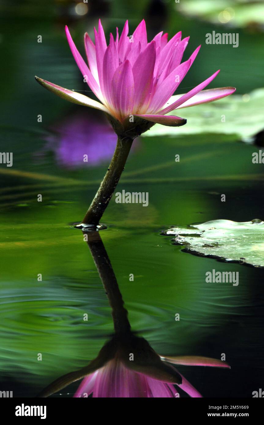 Blossoming lotus flowers Stock Photo - Alamy