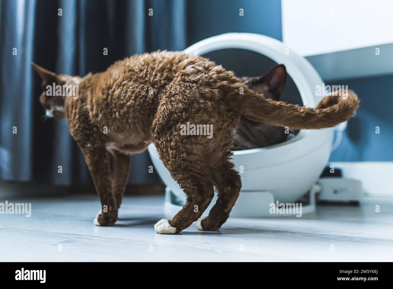 Medium shot of a brown cat standing in front of a heating capsule with ...