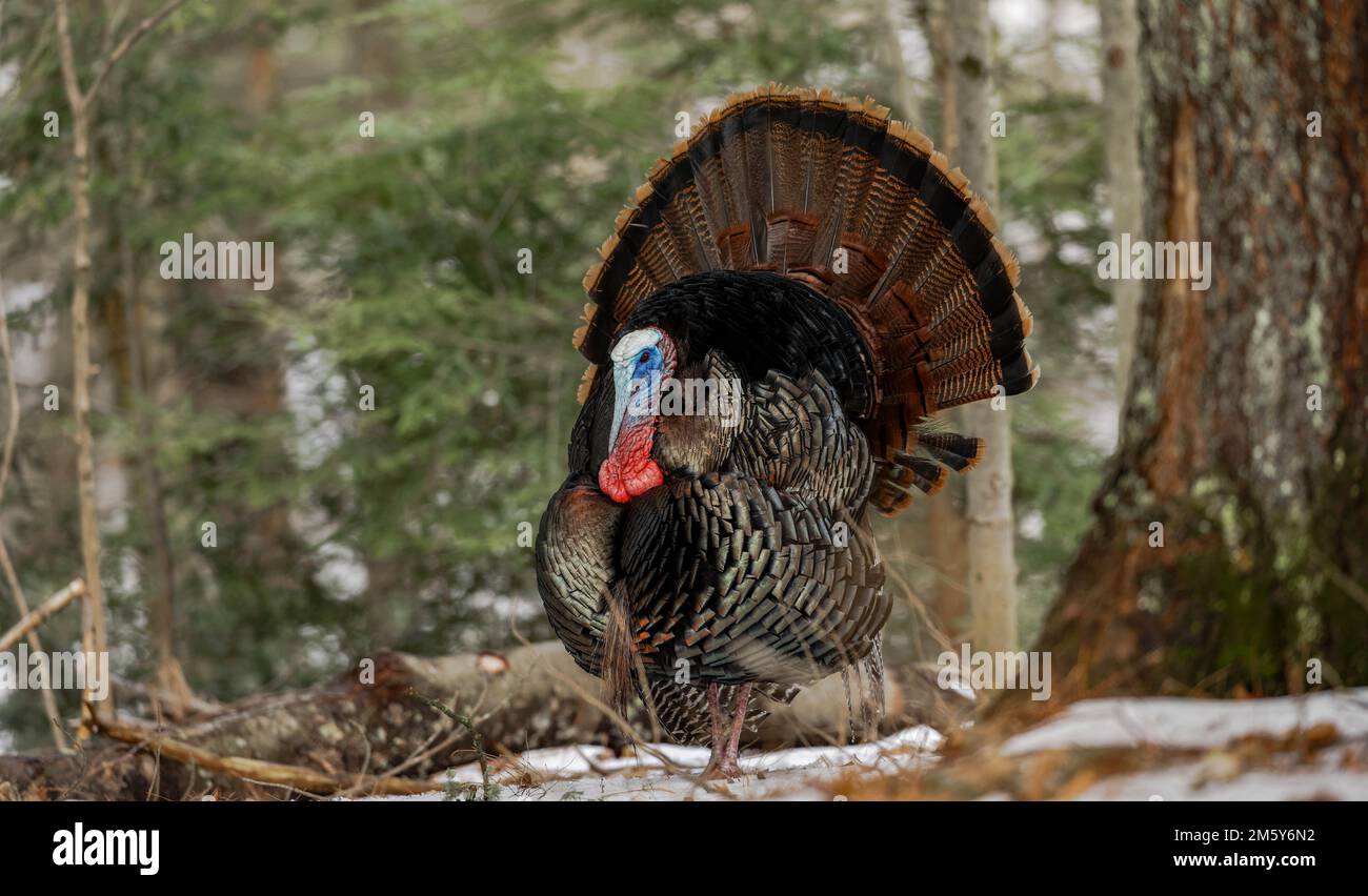 A closeup of a wild turkey (Meleagris gallopavo) in a park against ...