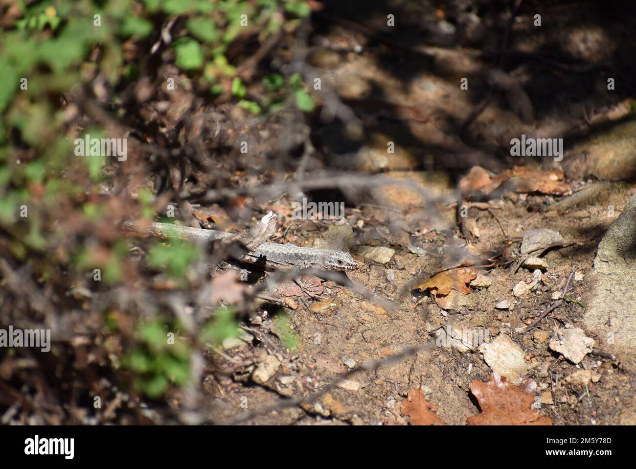 Scared lizard hi-res stock photography and images - Alamy