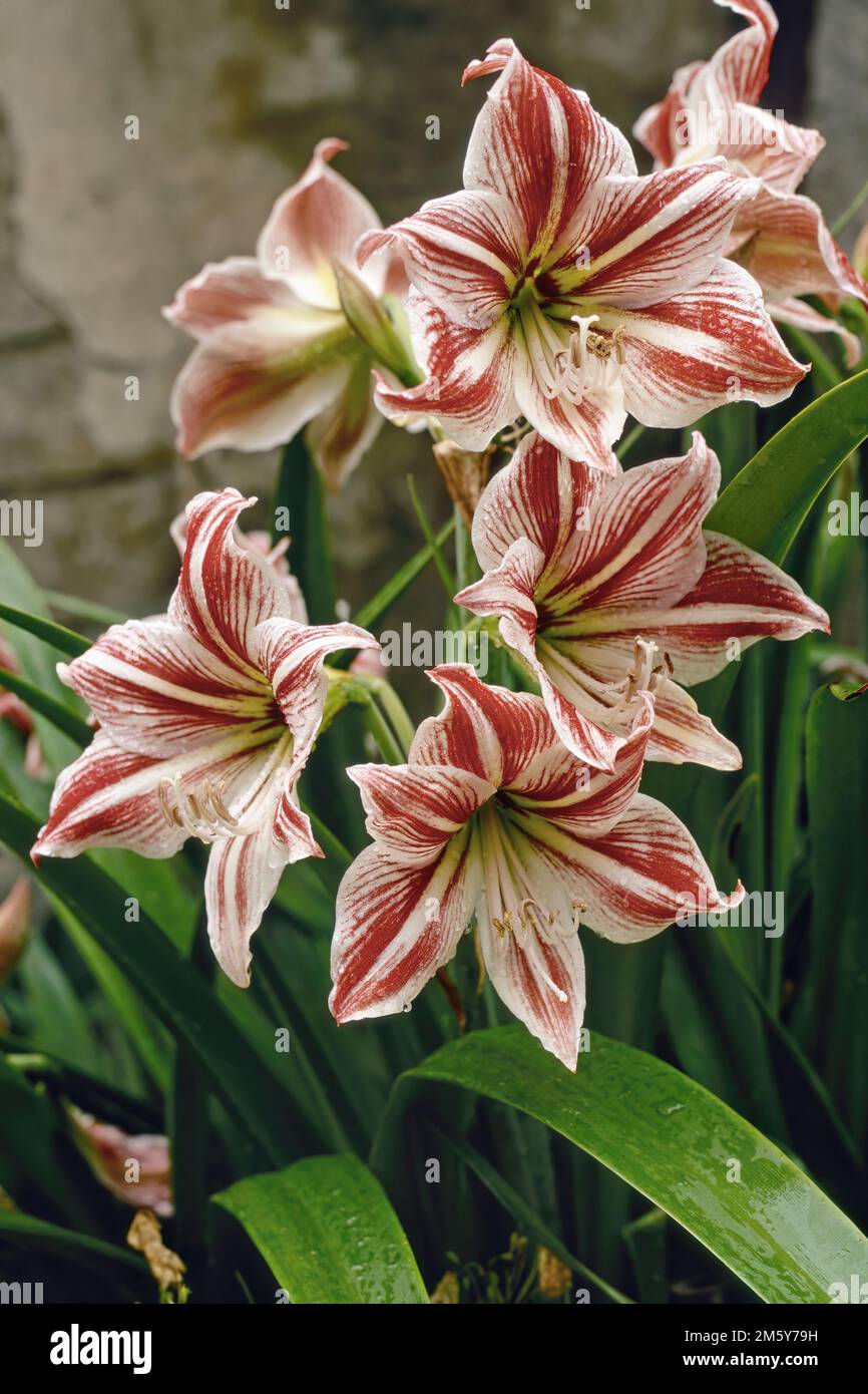 Hippeastrum correiense, plant in full bloom, Amaryllidaceae Stock Photo - Alamy