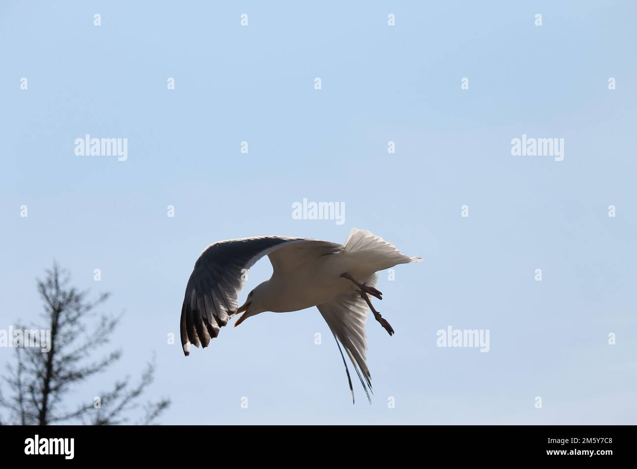 Closeup flying seagull hi-res stock photography and images - Alamy