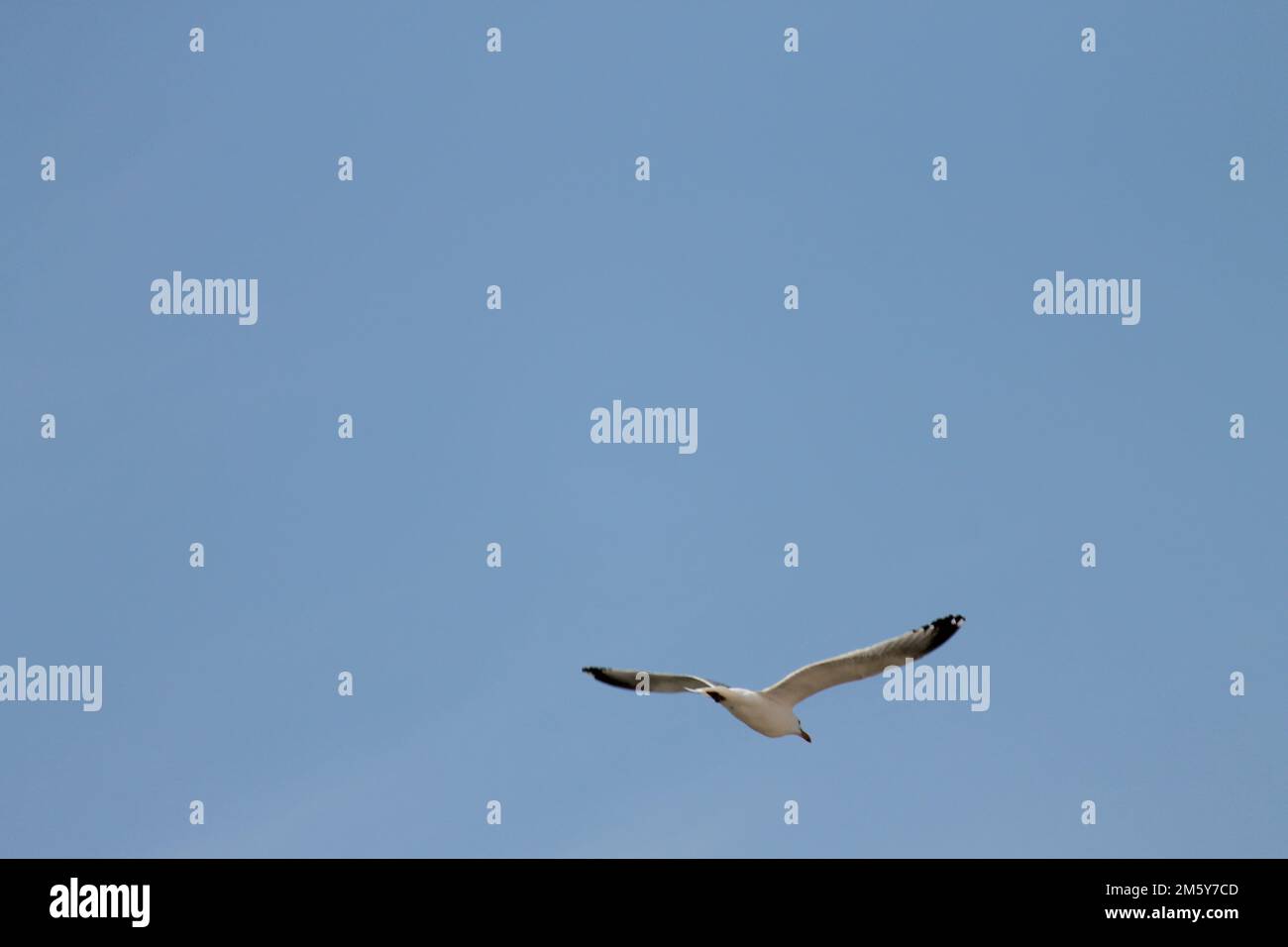 Closeup flying seagull hi-res stock photography and images - Alamy