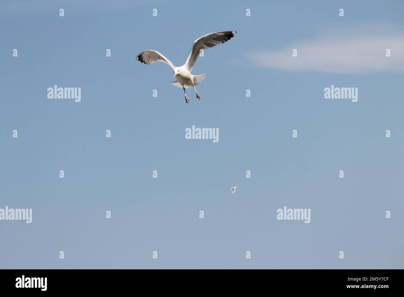 A closeup of a seagull flying high in the blue sky Stock Photo - Alamy
