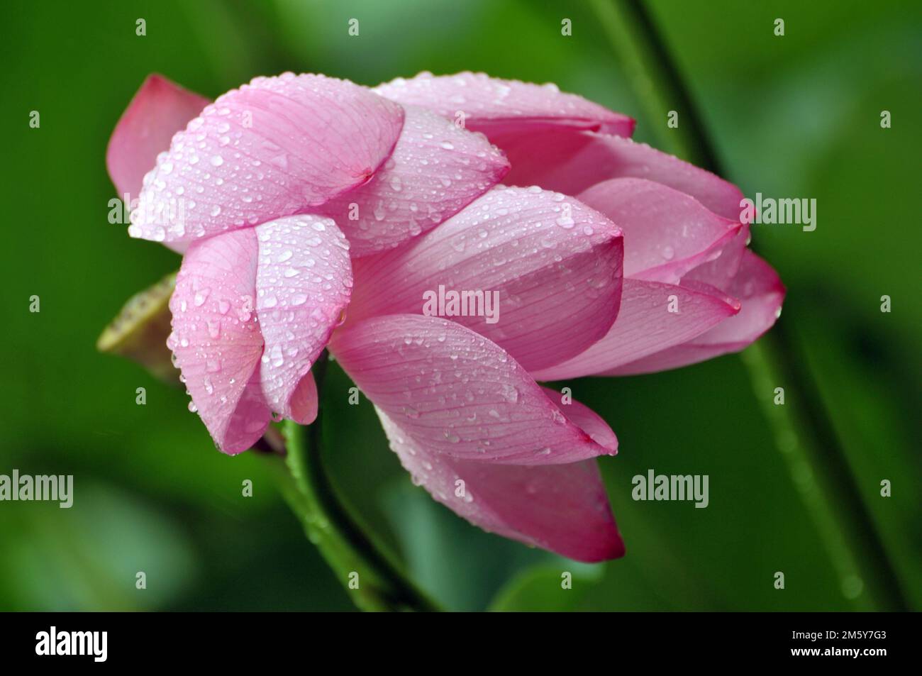 Blossoming lotus flowers Stock Photo - Alamy