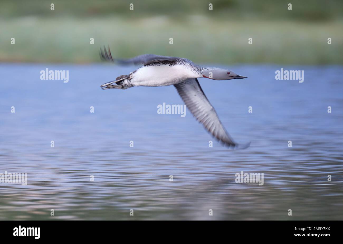 Red-throated loon, Gavia stellata, take off Stock Photo - Alamy