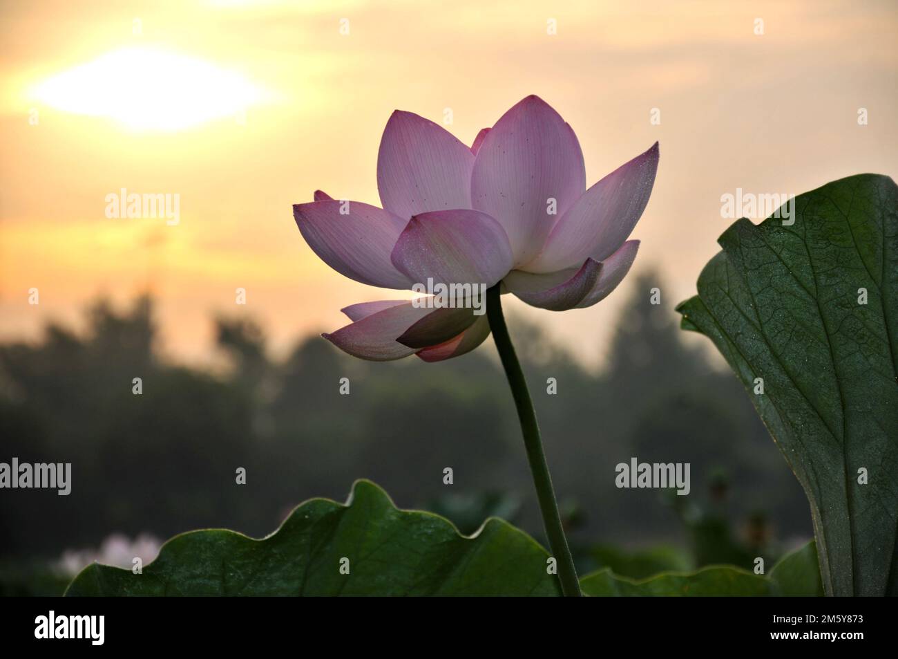 Blossoming lotus flowers Stock Photo - Alamy