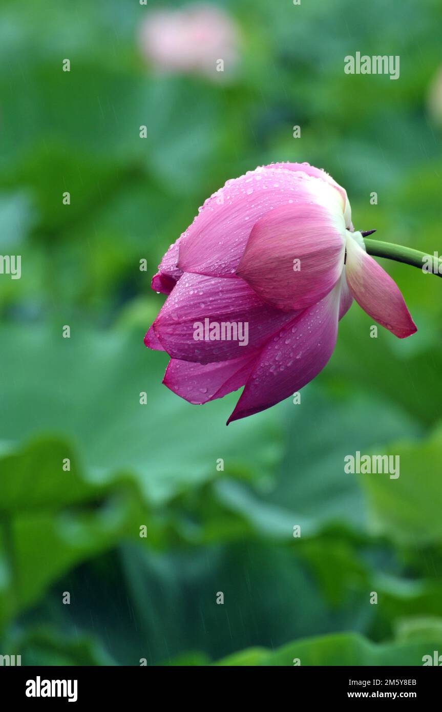 Blossoming lotus flowers Stock Photo - Alamy