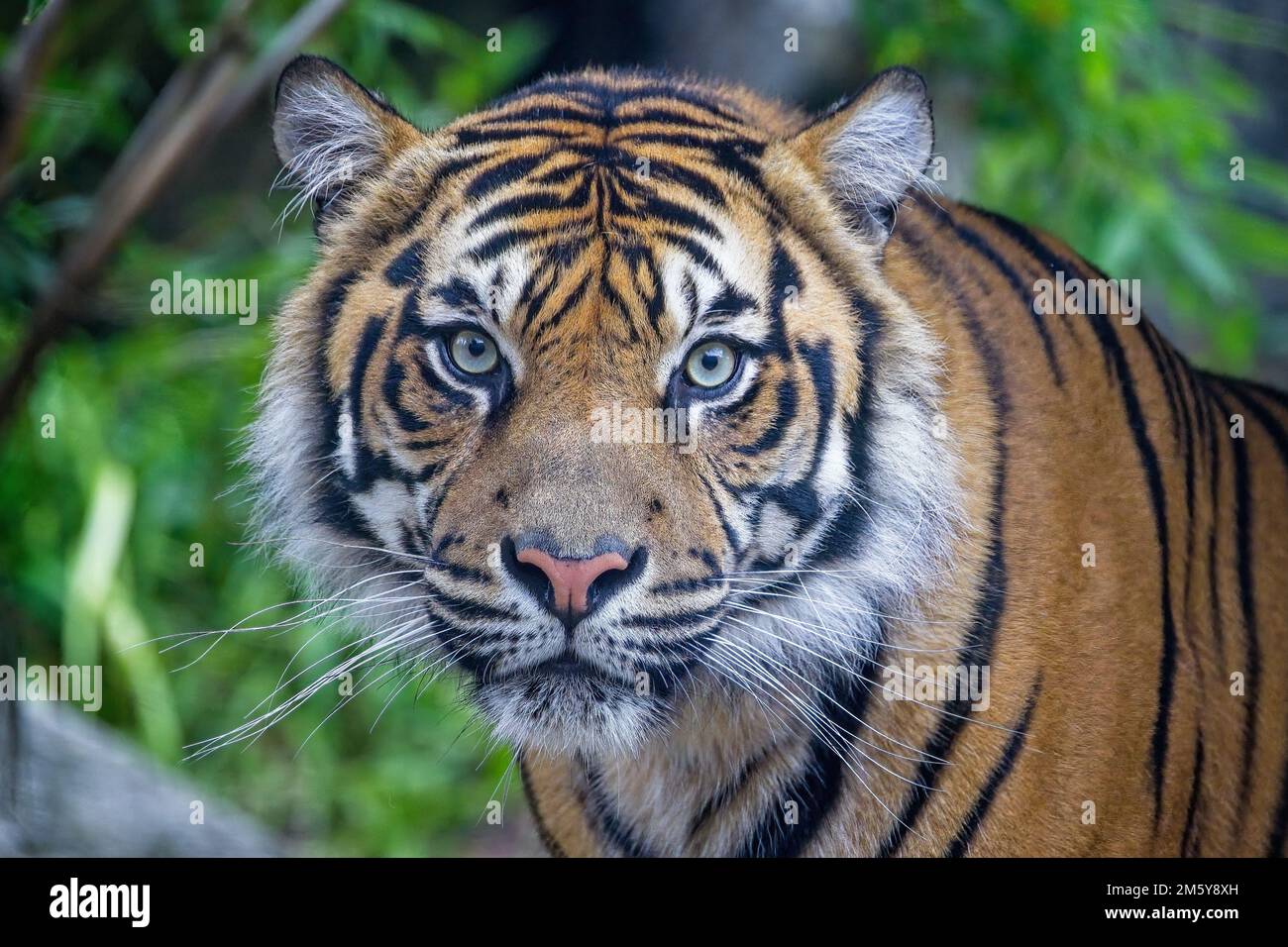 Tiger face straight on hi-res stock photography and images - Alamy