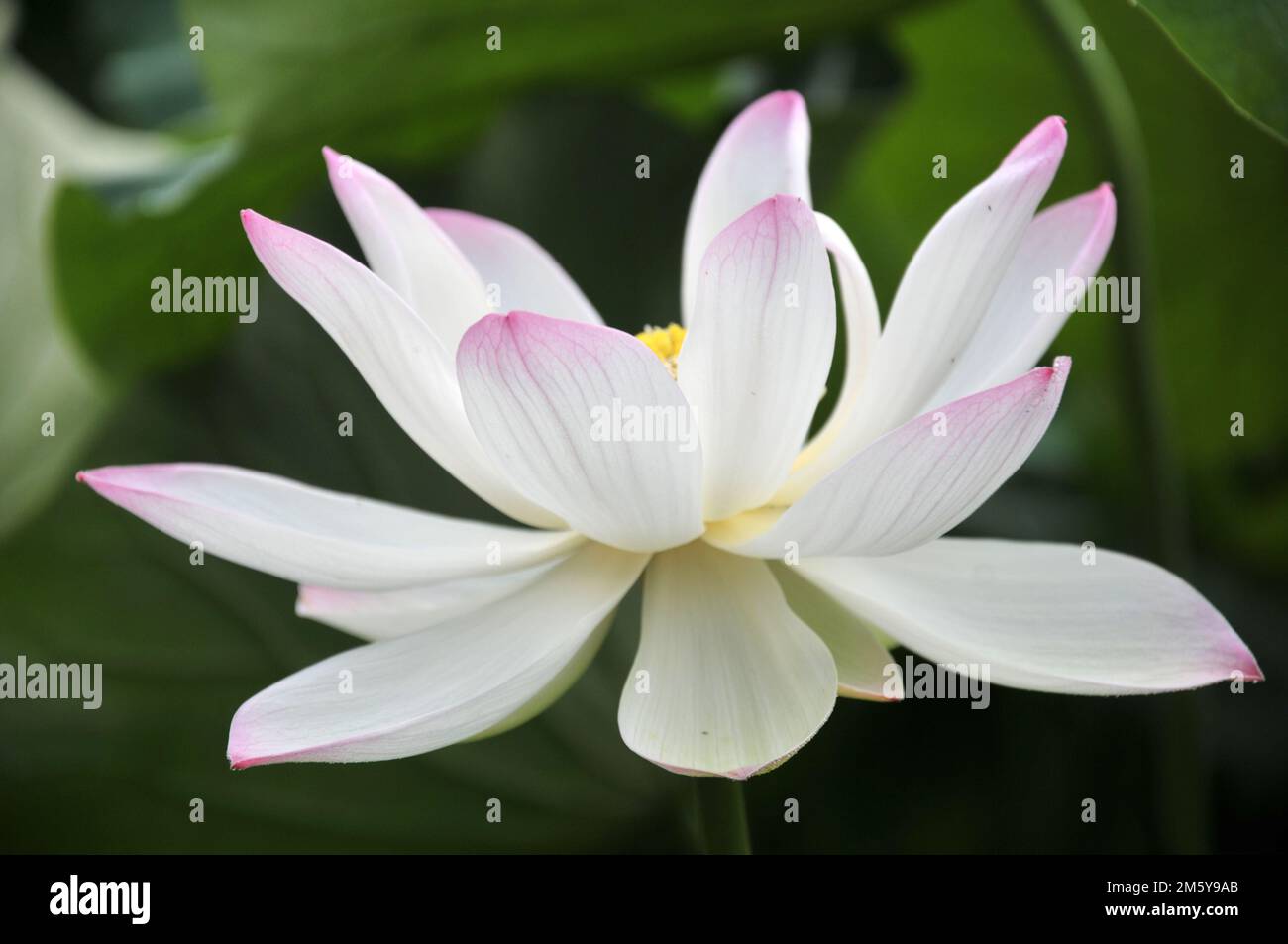 Blossoming lotus flowers Stock Photo - Alamy