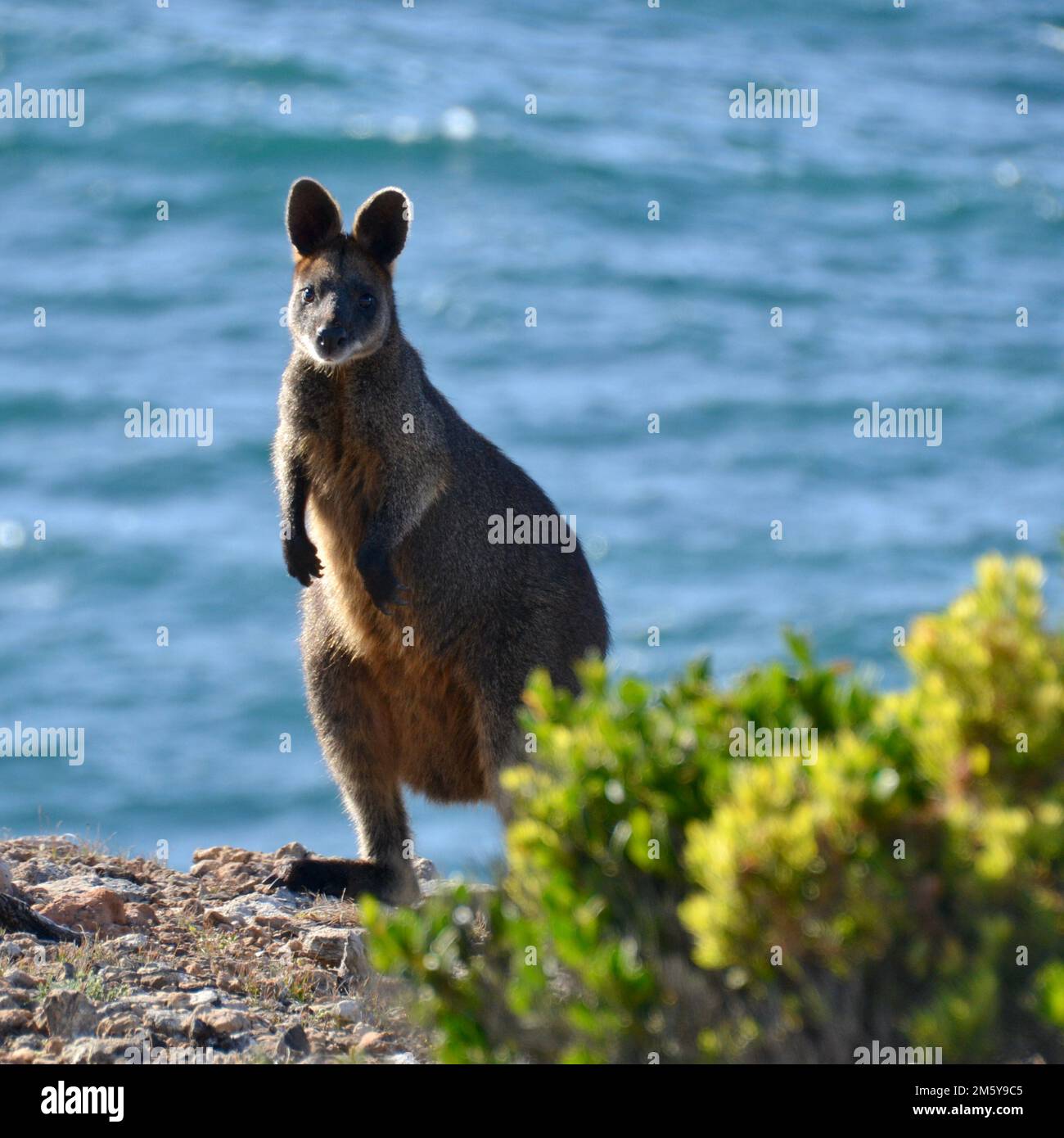 Wild black or swamp wallaby marsupial caught on the edge of the rocky ...