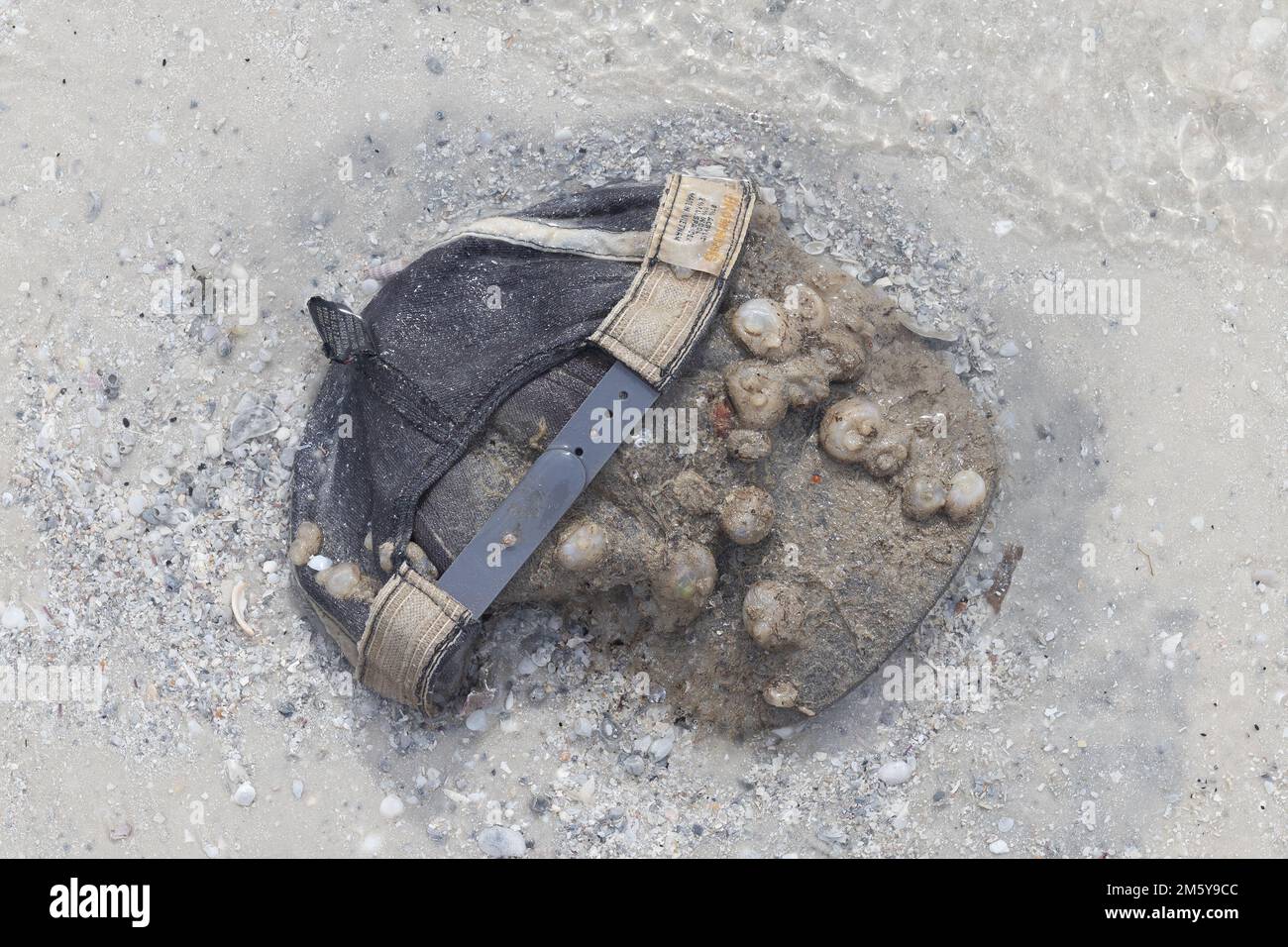 A hat washed up and covered with barnacles on Dickman's Island in the ...