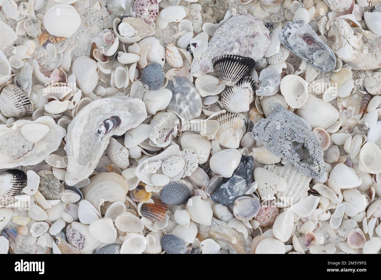 Close up of a pile of various types of seashells on a beach on ...