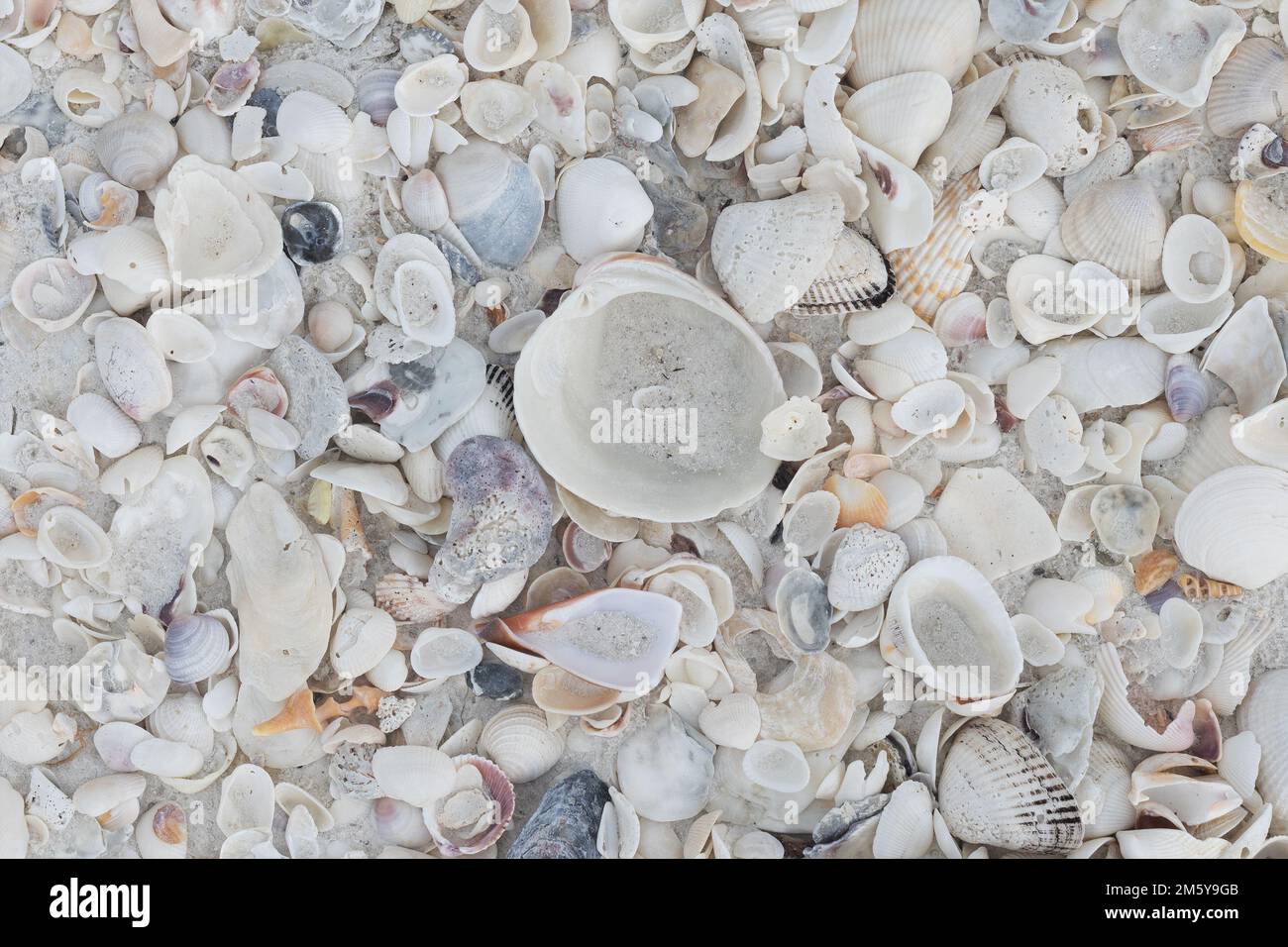 Close up of a pile of various types of seashells on a beach on ...