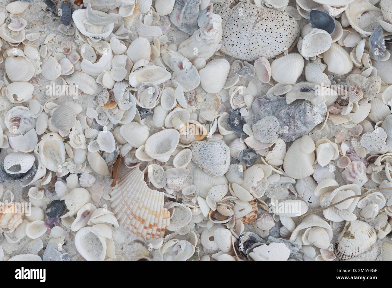 Close up of a pile of various types of seashells on a beach on ...