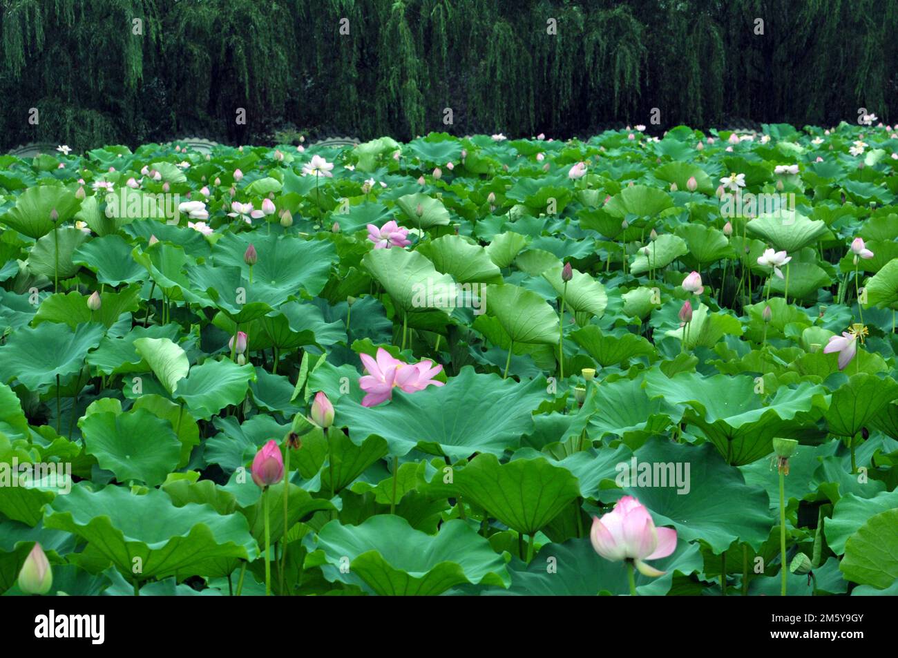 Blossoming lotus flowers Stock Photo - Alamy