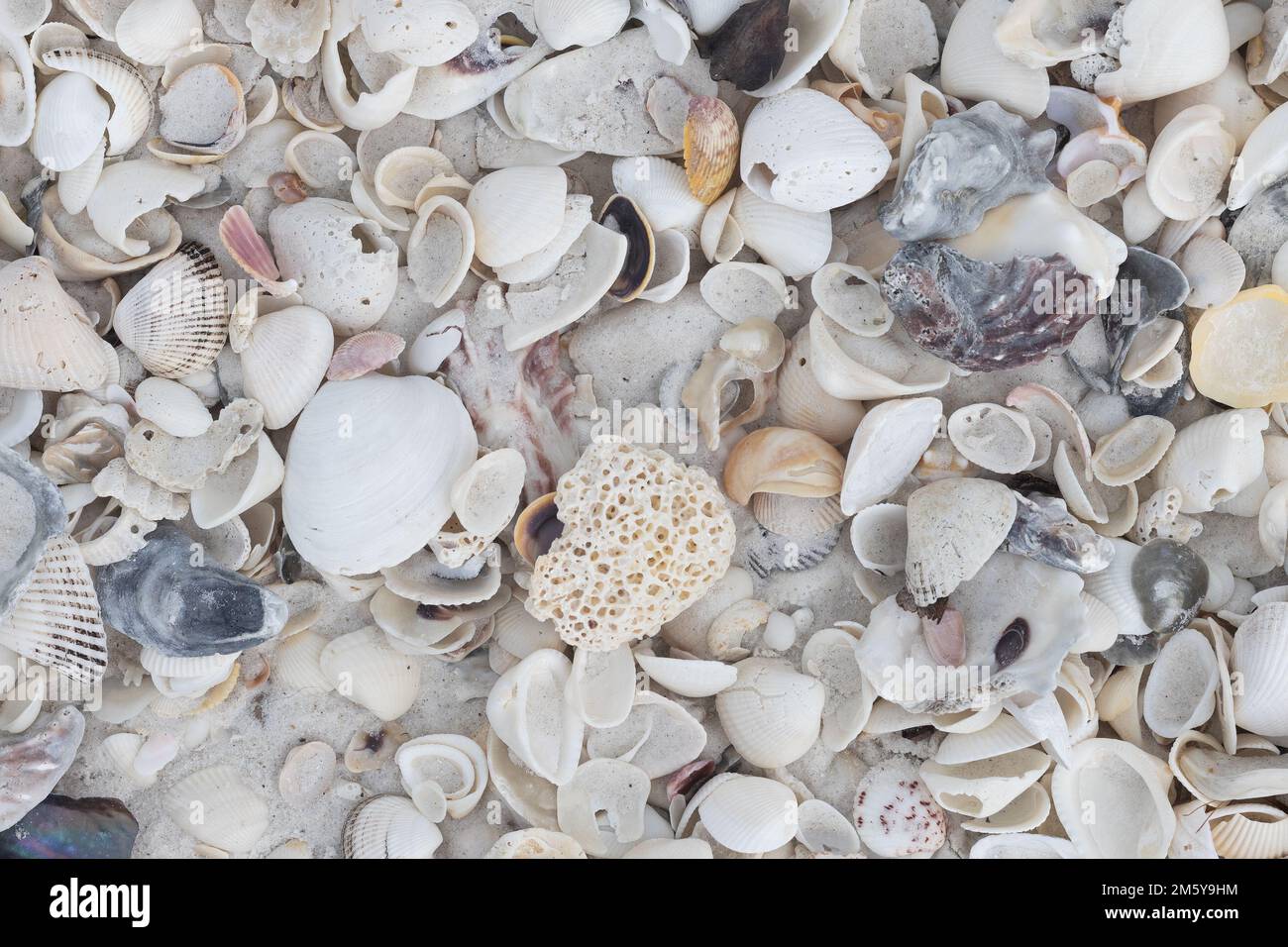 Close up of a pile of various types of seashells on a beach on ...