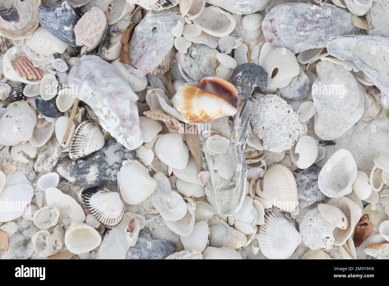Close up of a pile of various types of seashells on a beach on ...