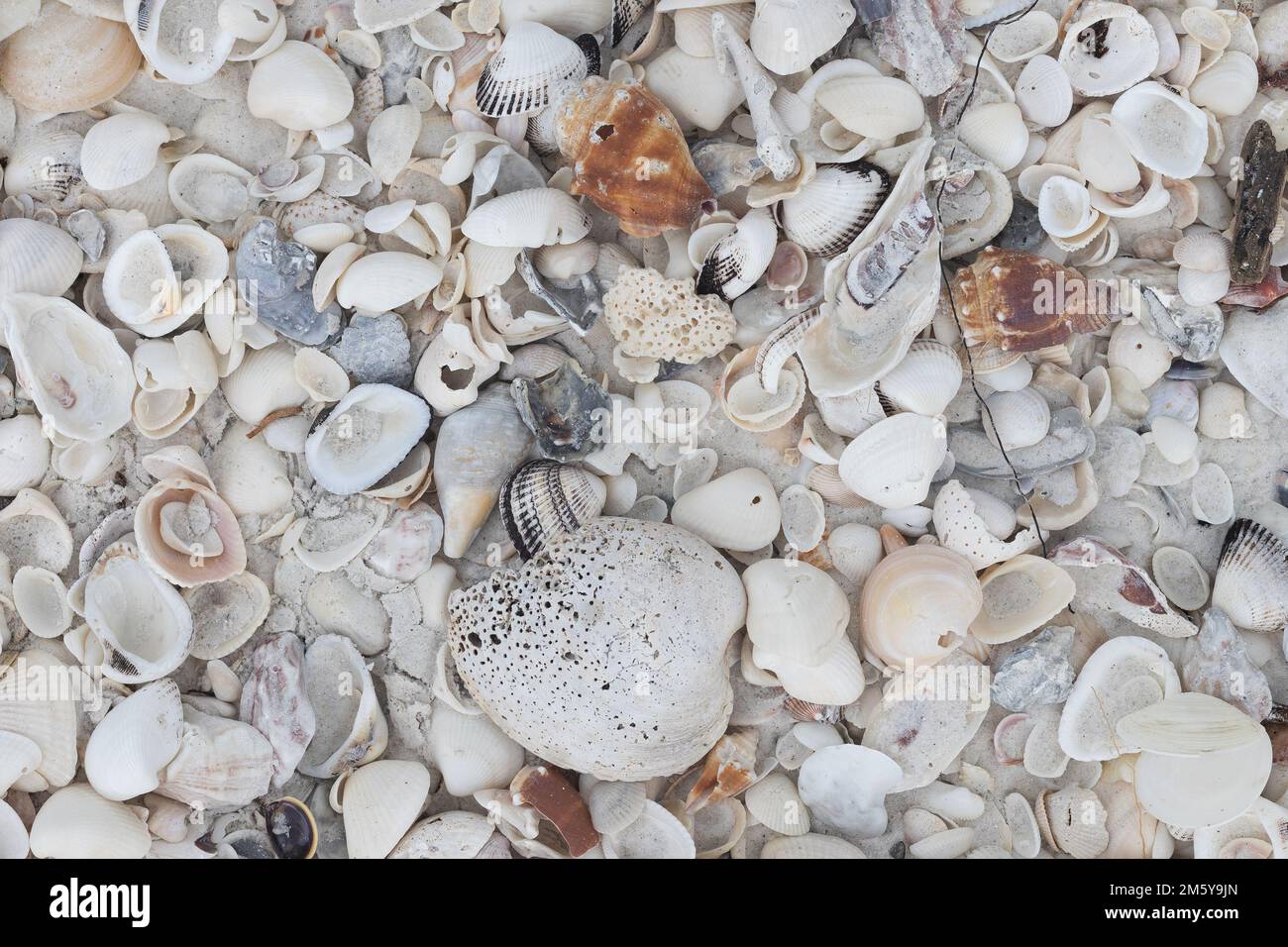 Close up of a pile of various types of seashells on a beach on ...