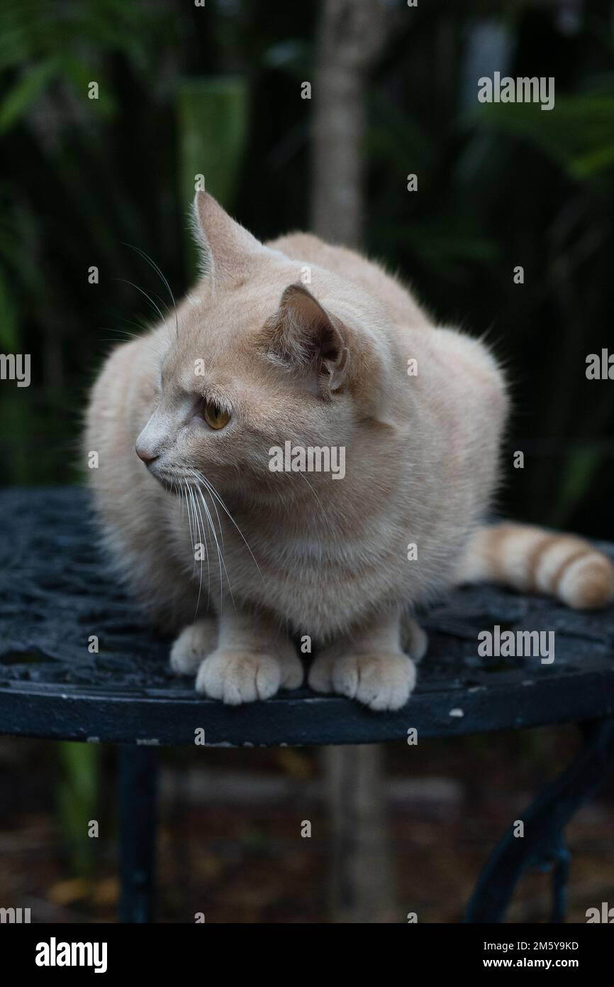 A polydactyl (six-toed) cat Stock Photo - Alamy
