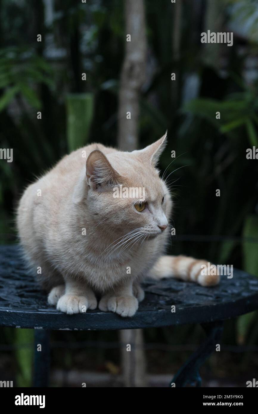 A polydactyl (six-toed) cat Stock Photo - Alamy