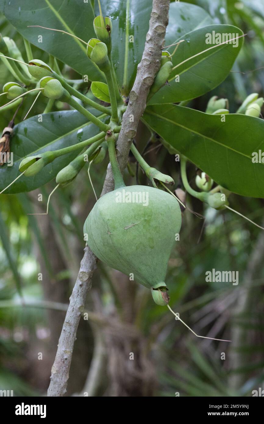 Barringtonia tree with fruit, close up Stock Photo - Alamy