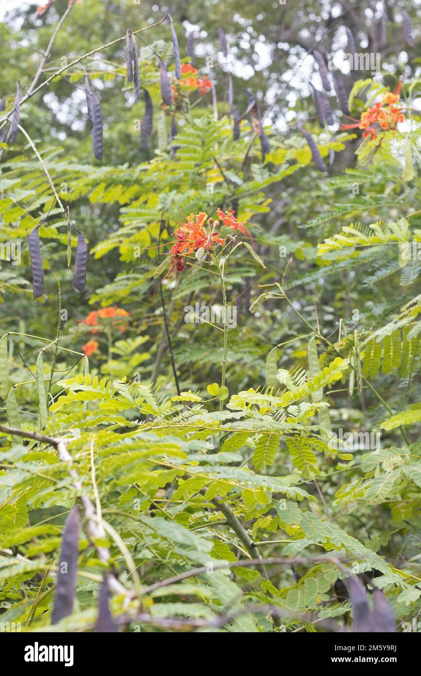 Caesalpinia pulcherrima - Pride of Barbados Stock Photo - Alamy