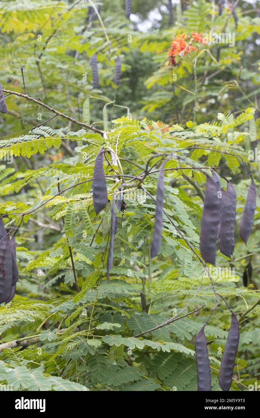Caesalpinia pulcherrima - Pride of Barbados Stock Photo - Alamy