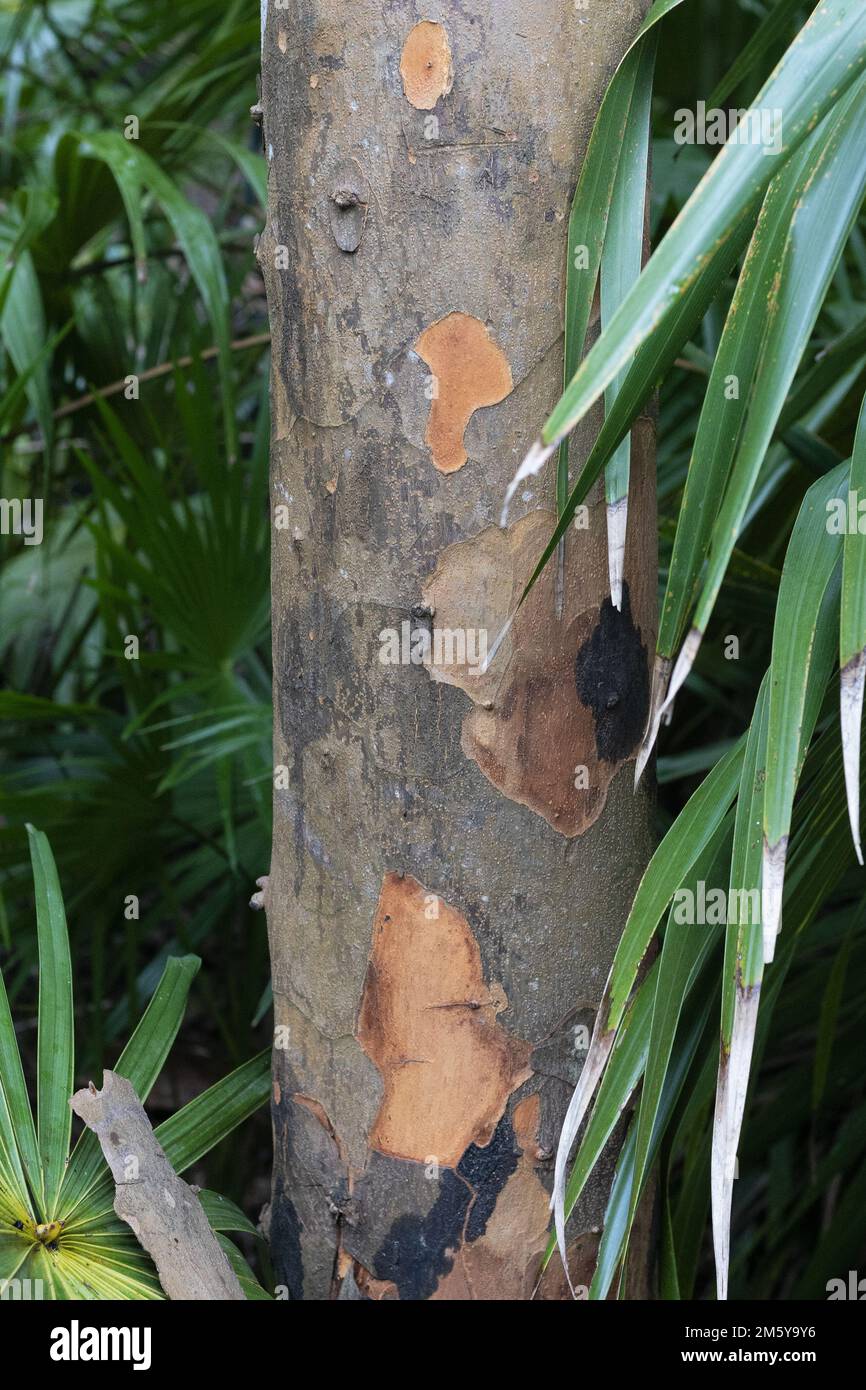 Poisonwood tree hi-res stock photography and images - Alamy