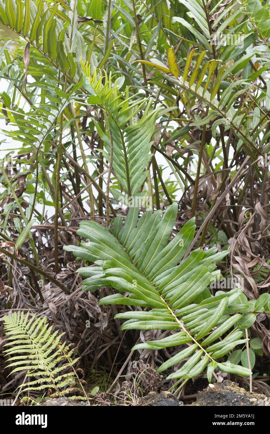 Acrostichum danaeifolium - giant leather fern Stock Photo - Alamy