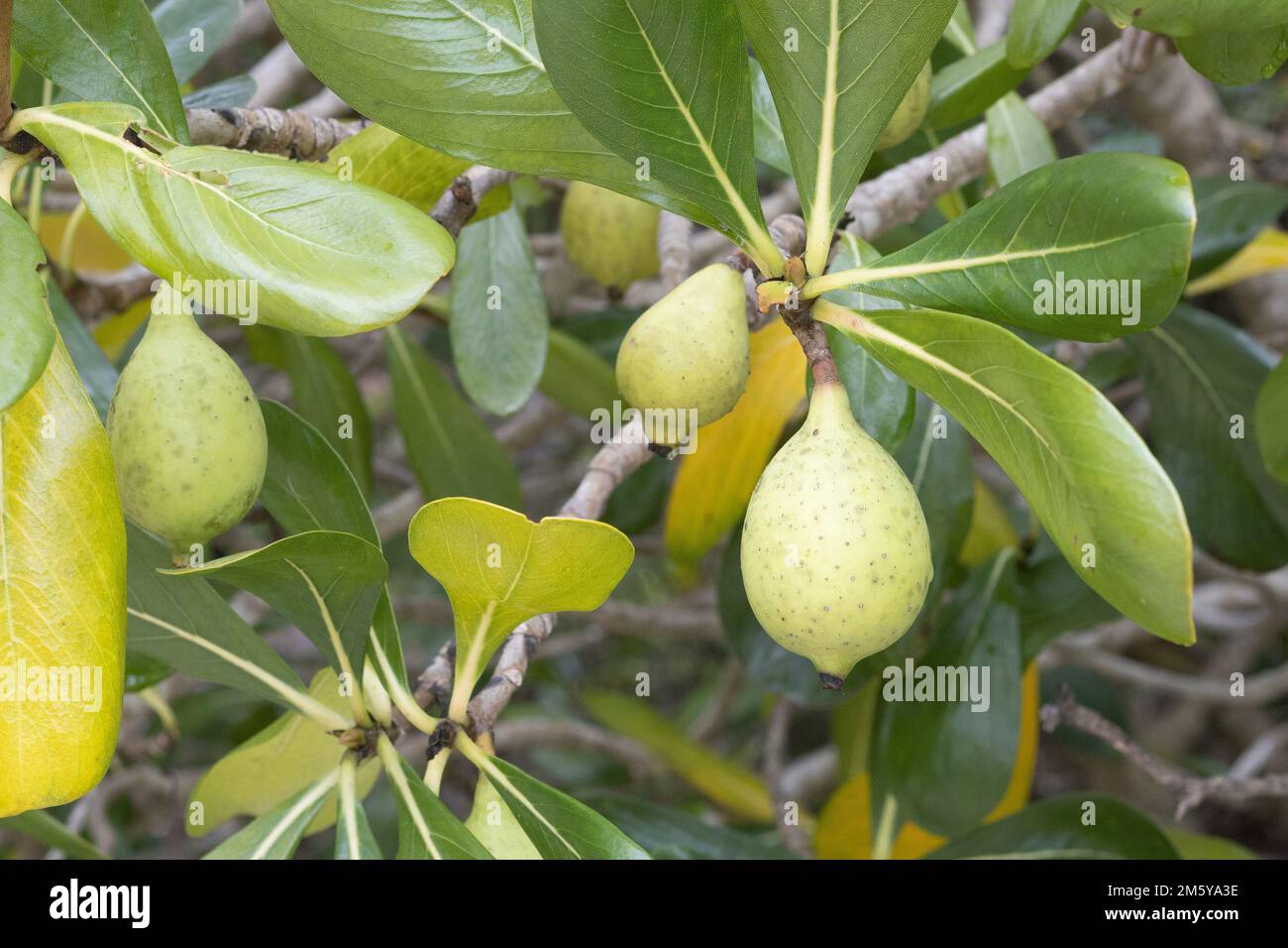 Casasia clusiifolia - the sevenyear apple Stock Photo - Alamy