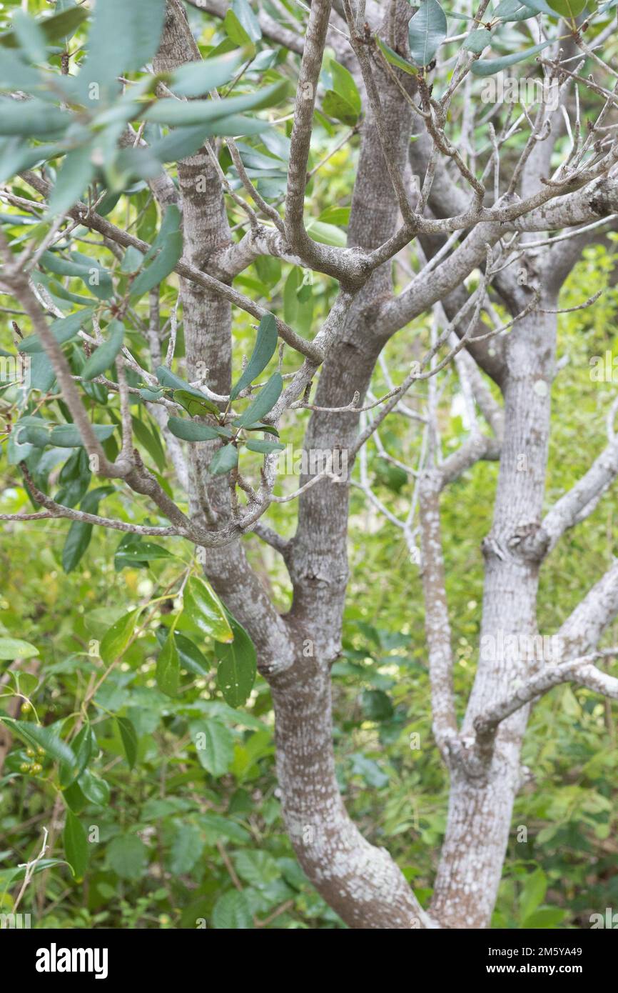 Manilkara hi-res stock photography and images - Alamy