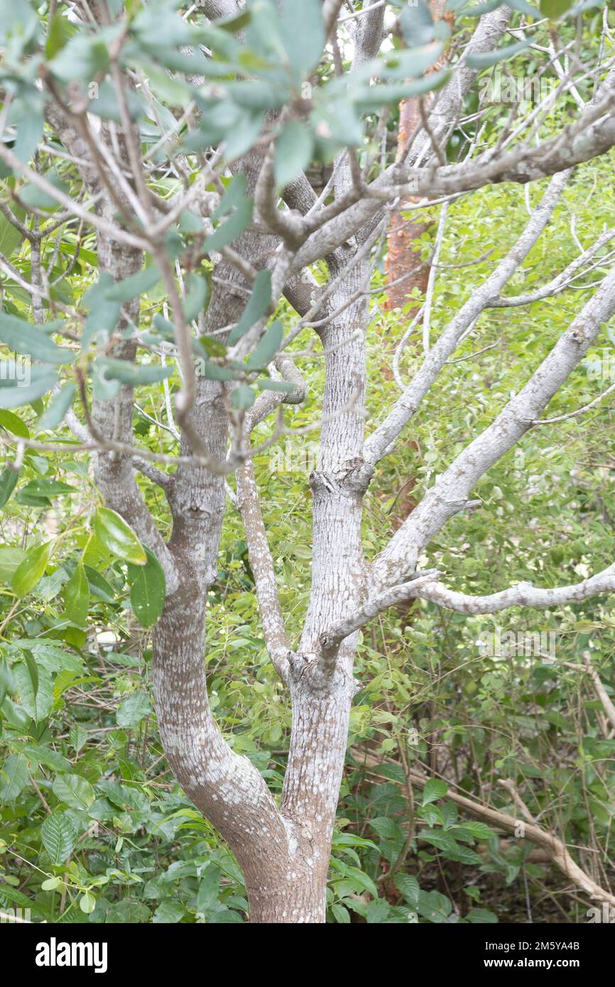 Manilkara hi-res stock photography and images - Alamy