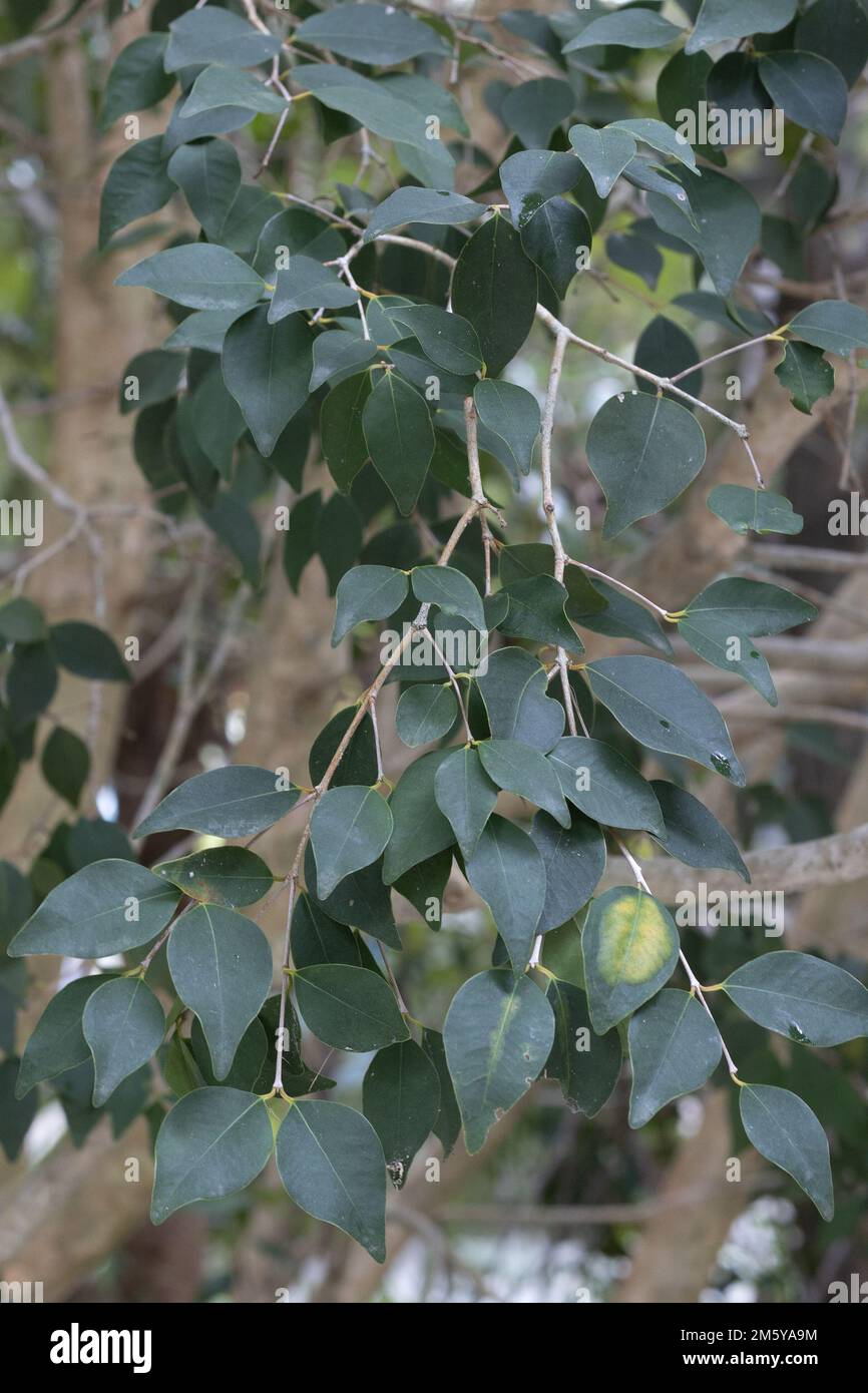 Eugenia plant hi-res stock photography and images - Alamy