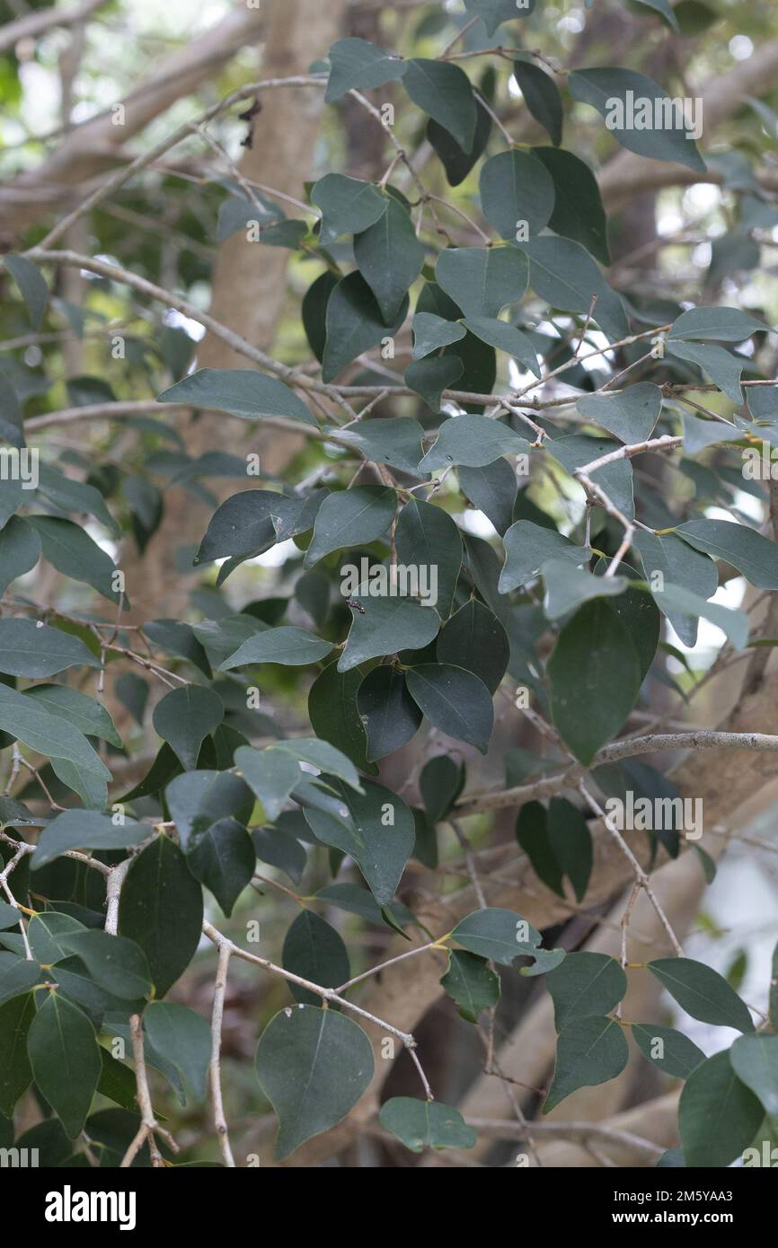 Eugenia plant hi-res stock photography and images - Alamy