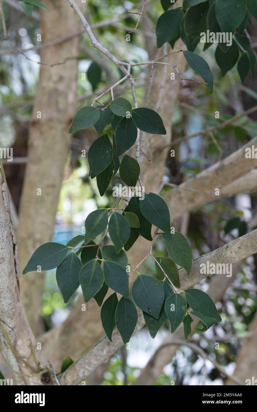 Red stopper hi-res stock photography and images - Alamy