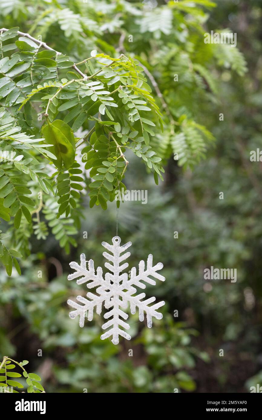 A snowflake ornament hanging from a green tree in Florida Stock Photo ...