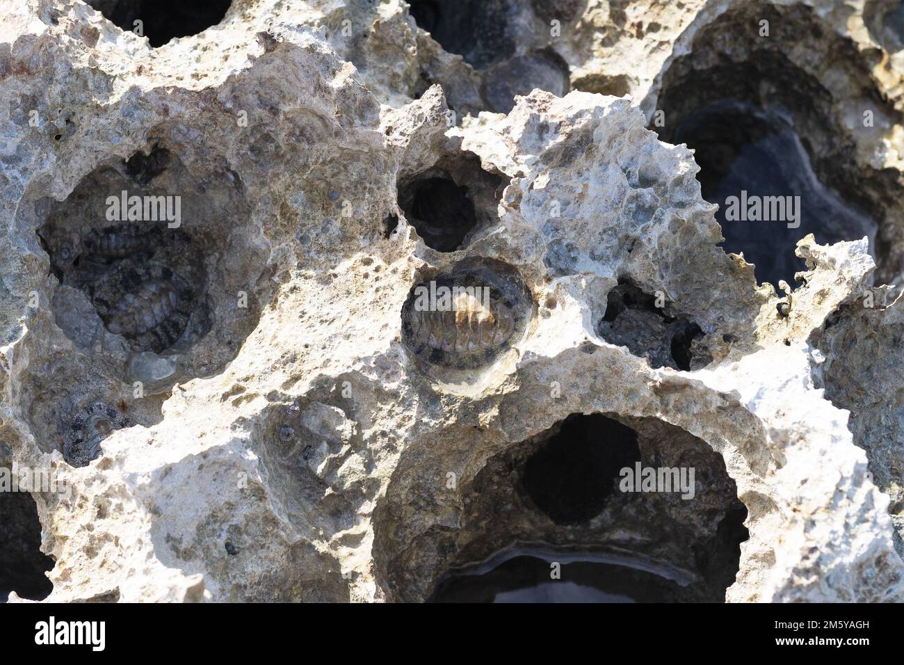 Chiton imbedded on limestone rock on the shore of Sombero Beach in ...