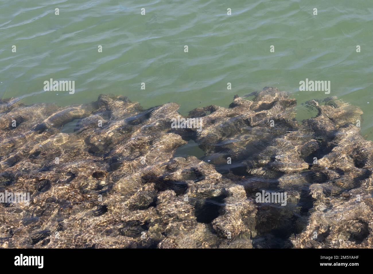 Limestone rock on the shore of Sombrero Beach in Marathon, Florida ...