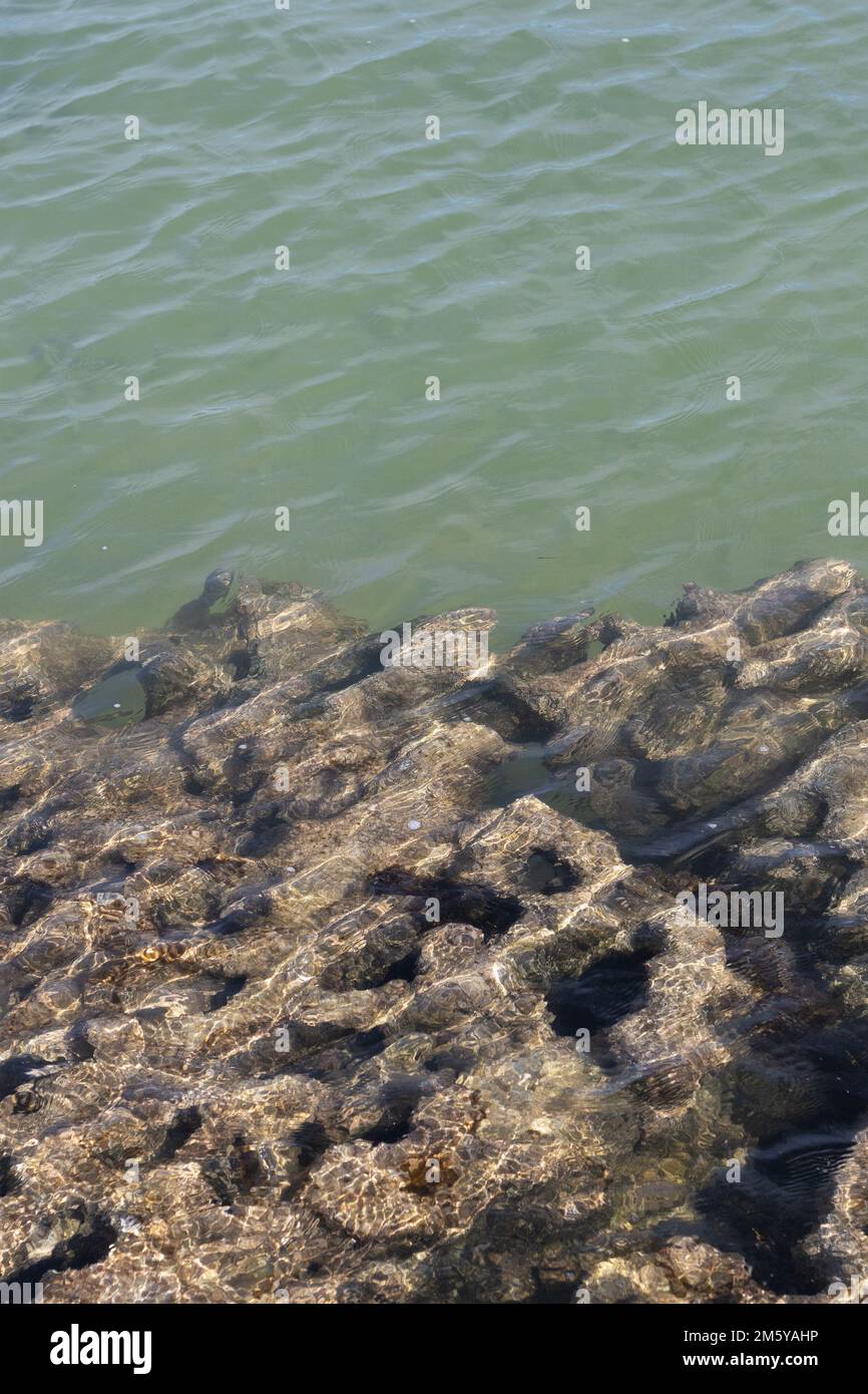 Limestone rock on the shore of Sombrero Beach in Marathon, Florida ...